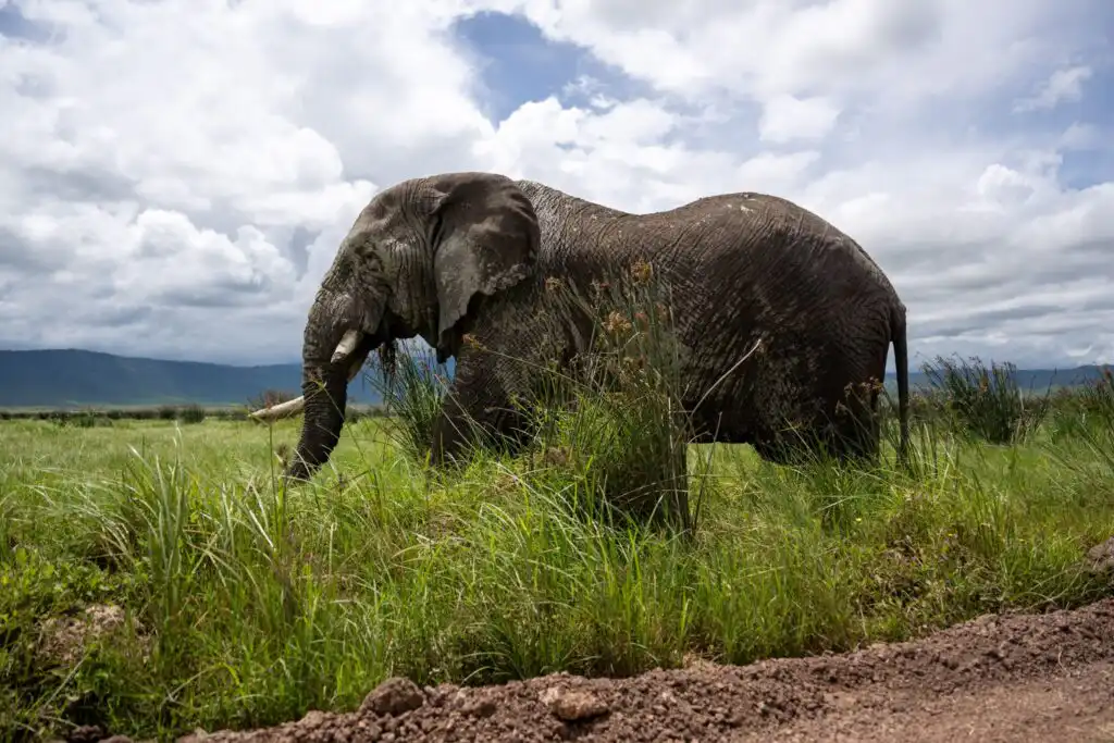 Tanzania Budget Safari | 3 Days - Tanzania Classic Tours
