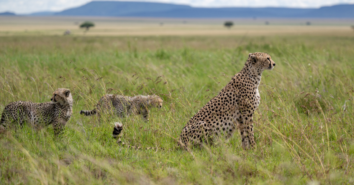 Luxury Tanzania Tours 2026: Comfort Meets Wild Adventure
